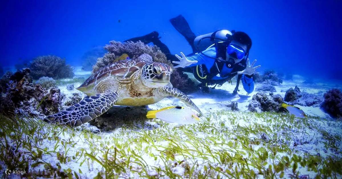 더 깊이 알아보기: PADI 5 스타 IDC와 함께하는 보홀 PADI 어드밴스드 오픈워터 다이버 - 클룩 Klook 한국